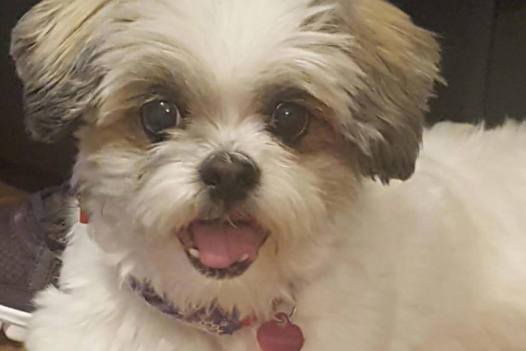 Rescue Dogs – LACOS | Lhasa Apso Club of Scotland