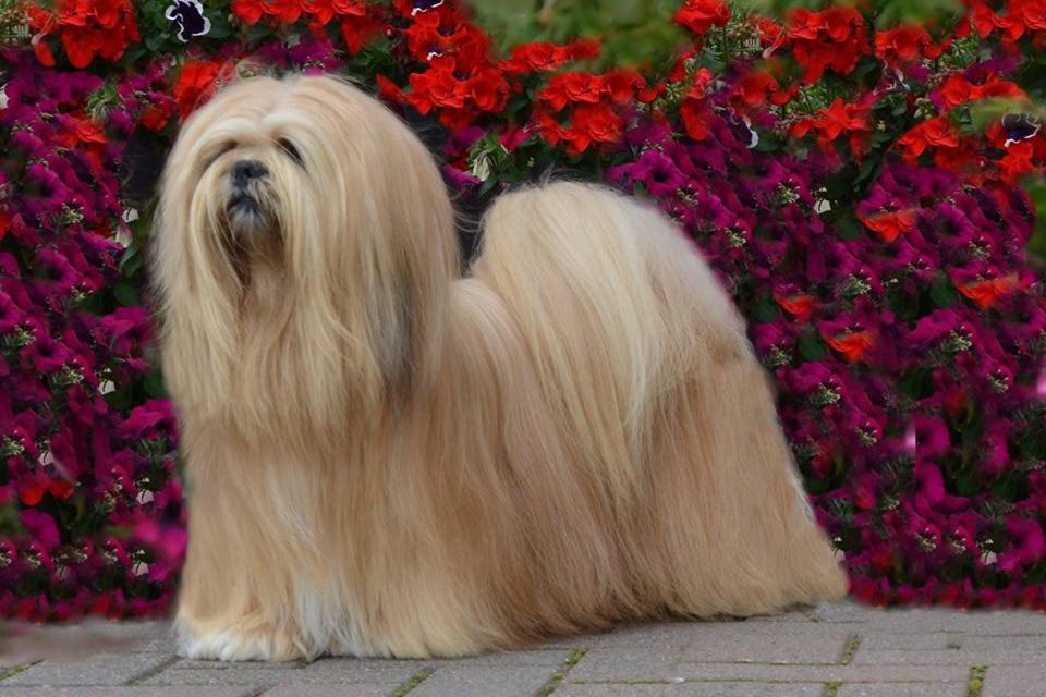 Member Rules – LACOS | Lhasa Apso Club of Scotland